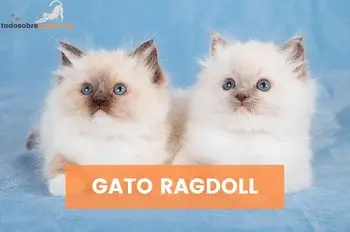 Gato Ragdoll - Todosobregatos.org