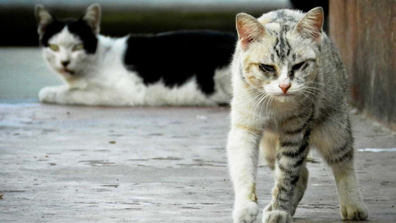 ¿Que es el Virus de inmunodeficiencia Felina (VIF)? SIDA en gatos