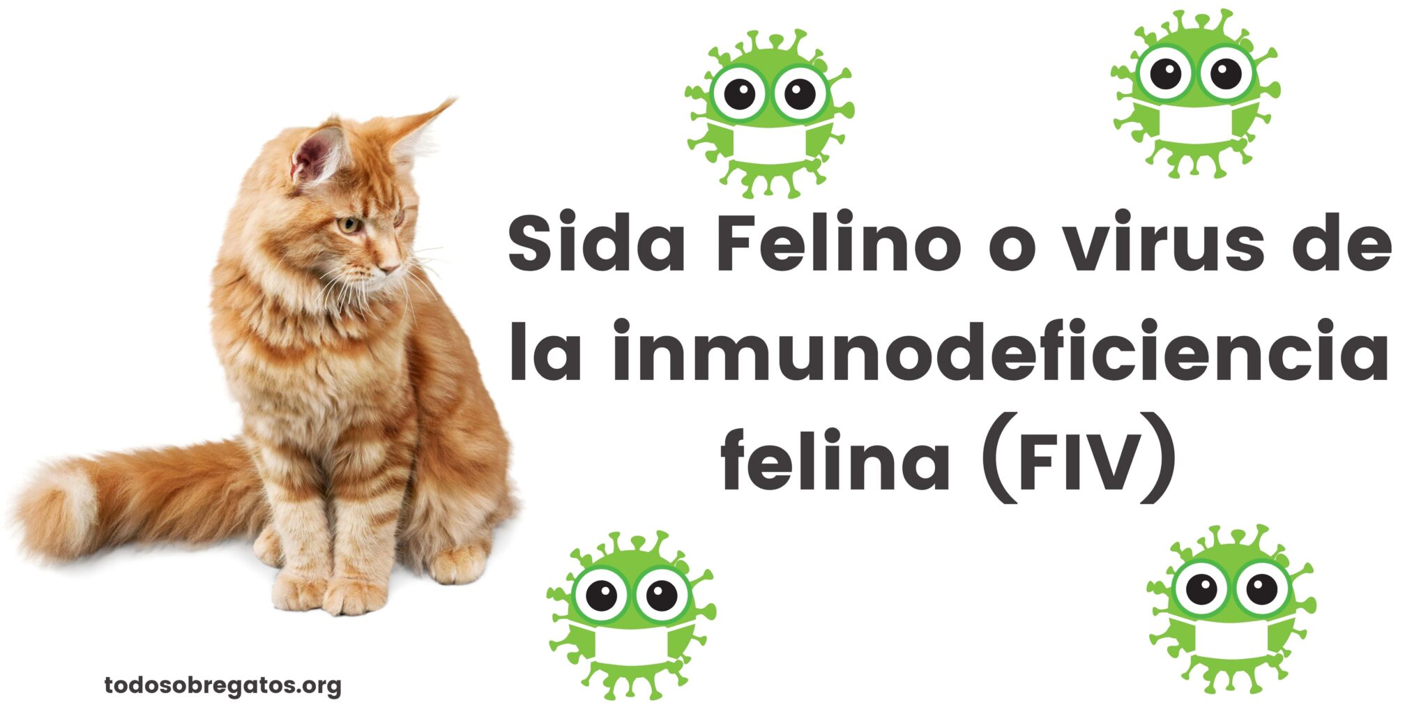 ¿Que es el Virus de inmunodeficiencia Felina (VIF)? SIDA en gatos