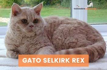 El gato selkirk rex, origen, precio, cuidados 2025 - Todosobregatos.org