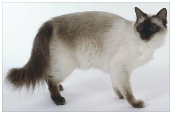 Balinés (gato) - Todosobregatos.org
