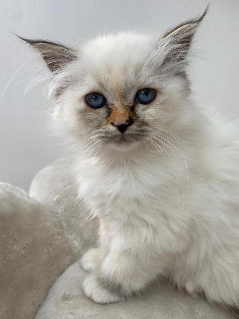 Toda la información del gato birmano - Todosobregatos.org