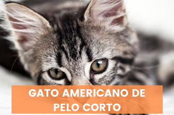El gato americano de pelo corto (american shorthair) - Todosobregatos.org